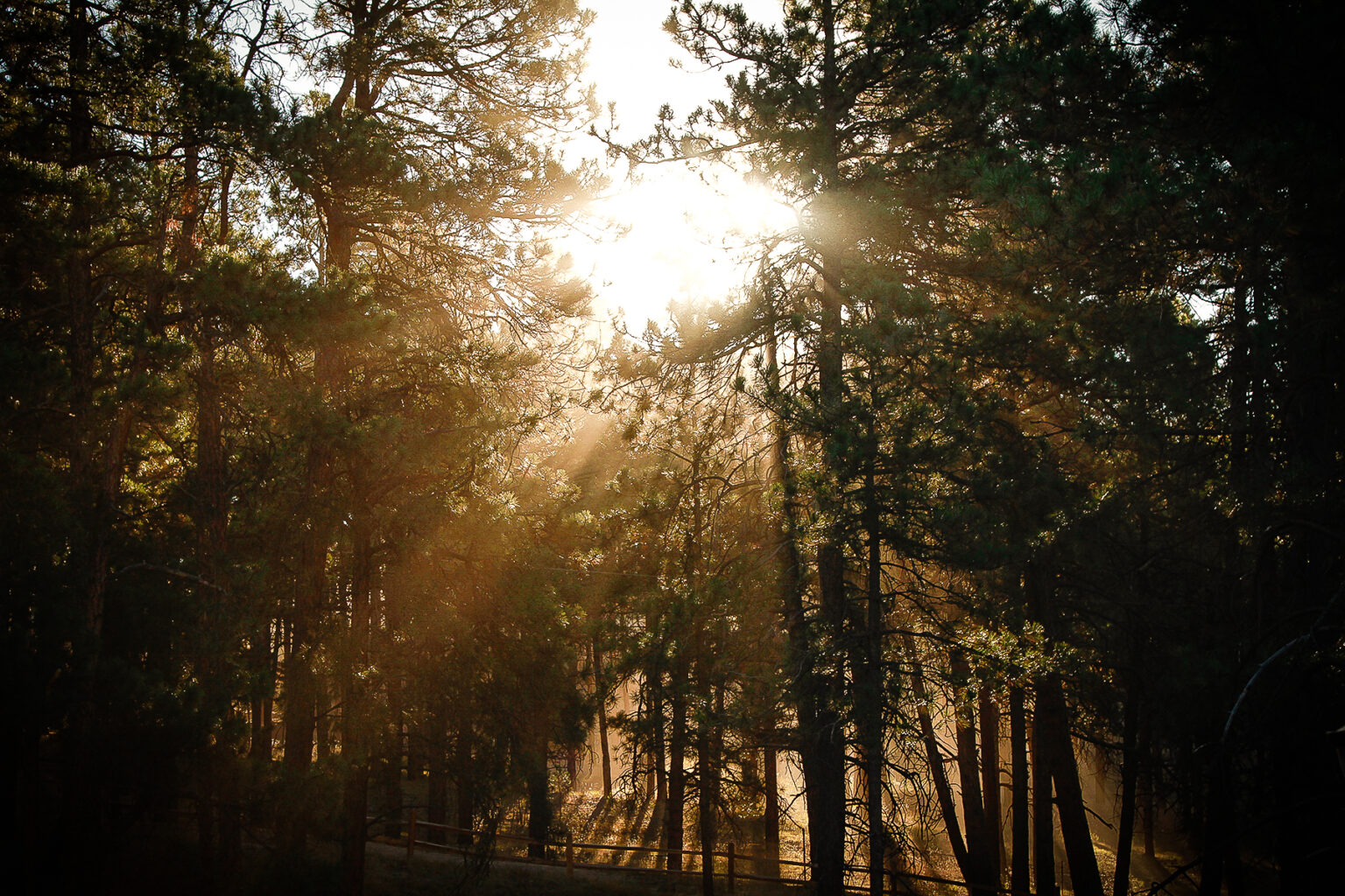 A Breath of Fresh Air | Cultivating Oaks Press