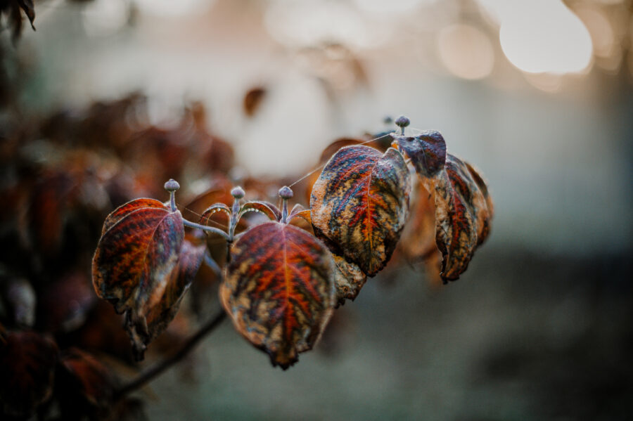 A Hospital for Souls | Cultivating Oaks Press