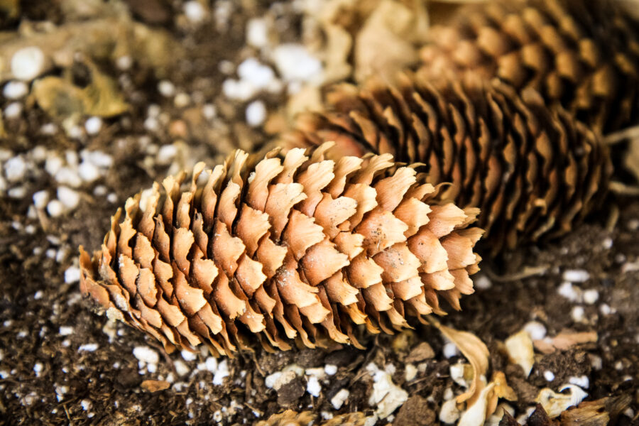 Of A Kind | Cultivating Oaks Press